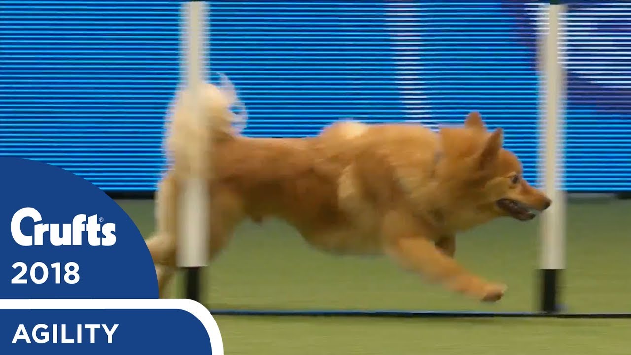 Agility - Championship Round 2 (Agility) Part 3 | Crufts 2018 - YouTube