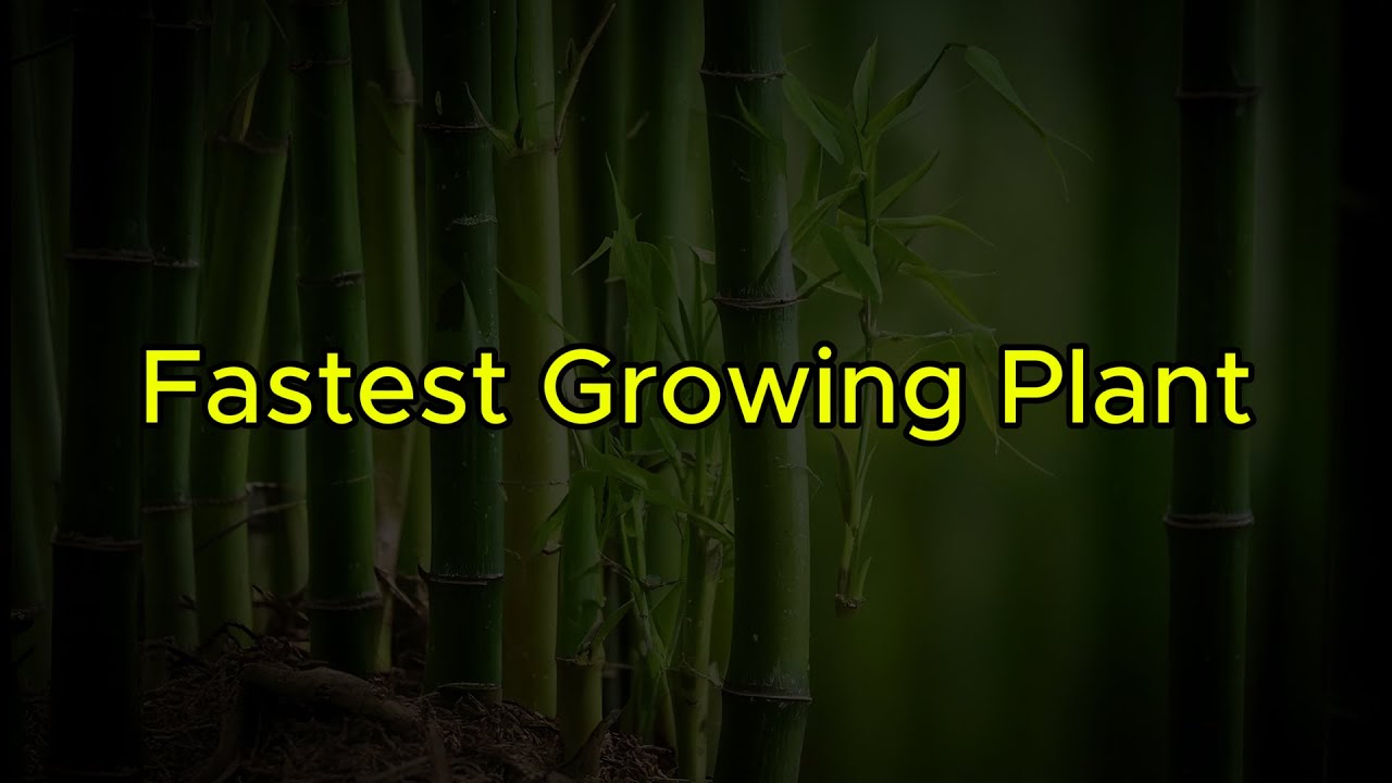 Fastest Growing Plant: Bamboo’s Incredible Growth Spurt Explained - YouTube