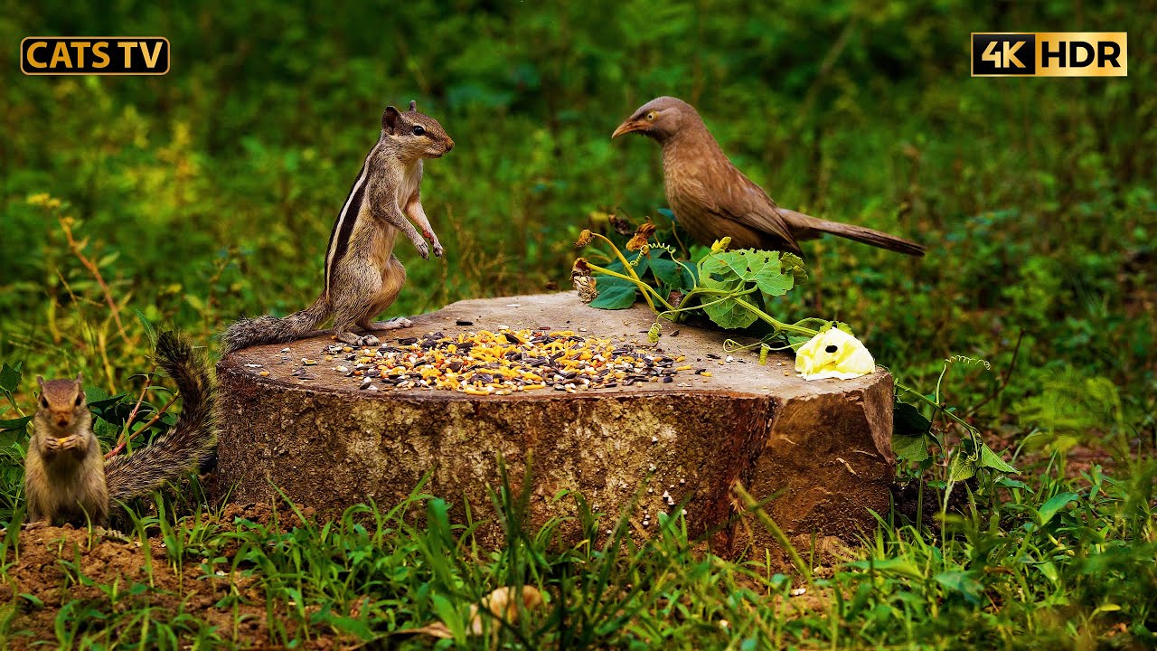 Cat TV for Cats to Watch 😺 Beautiful Birds, Cute Squirrels 🐿 8Hours 4K ...