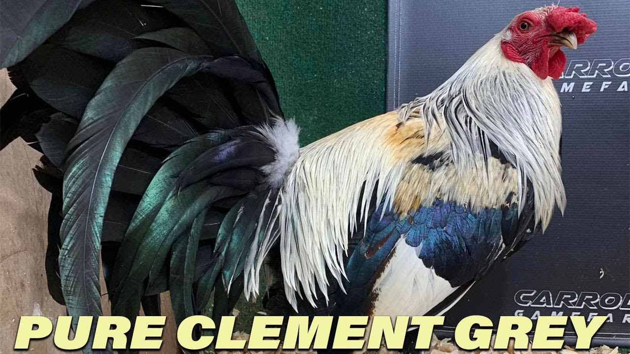 Mr. Kenneth Carroll Pure Clement Grey Sweater Penny Hatch Beautiful ...