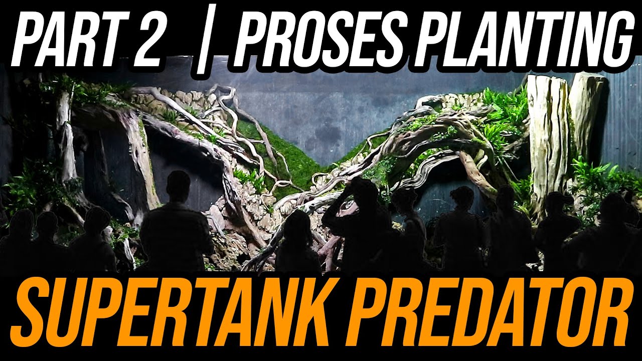 PALEMBANG SUPERTANK PREDATOR | Setting Aquarium 4 Meter - Part 2 Proses ...