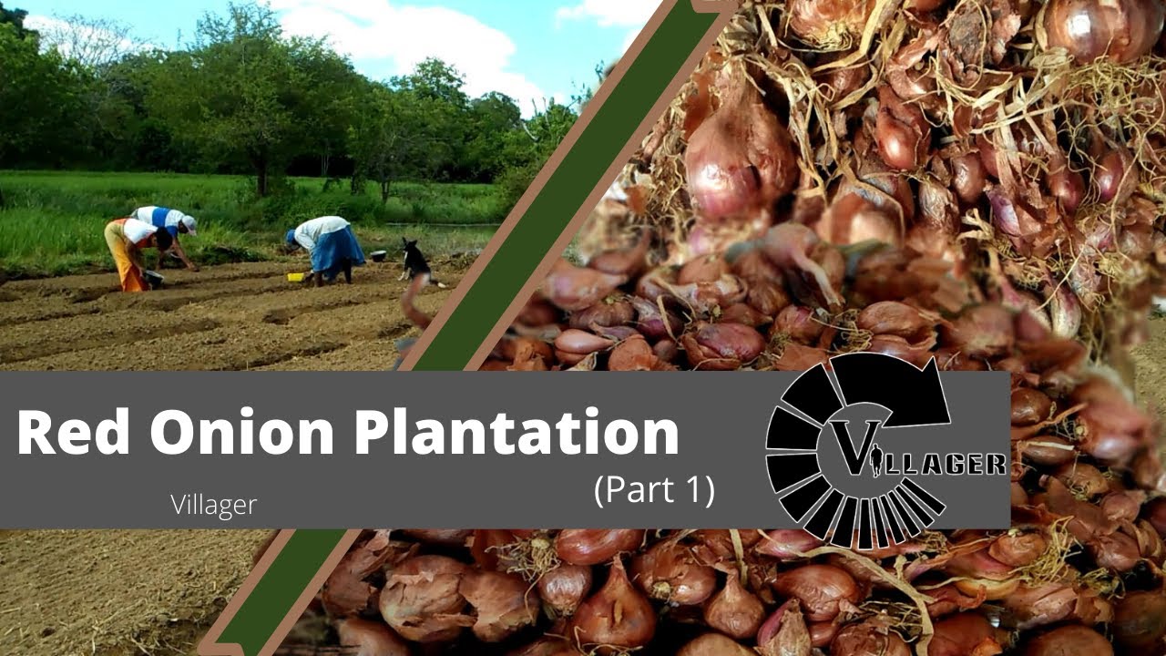 Red Onion Plantation (Part 1) | Villager R - YouTube