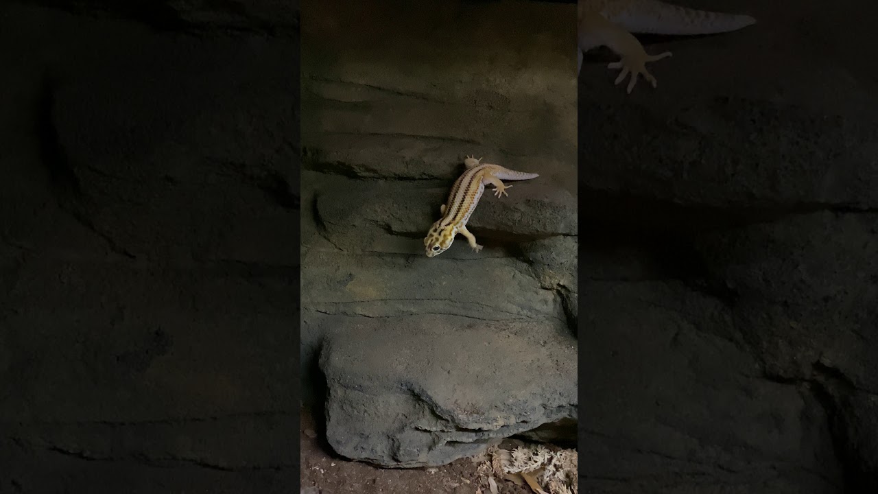 gecko being dumb and falling - YouTube