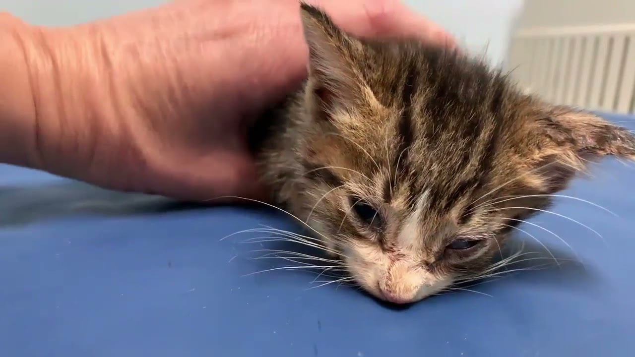 Neglected Kittens Injured To The Point Of Possible Permanent Immobility ...