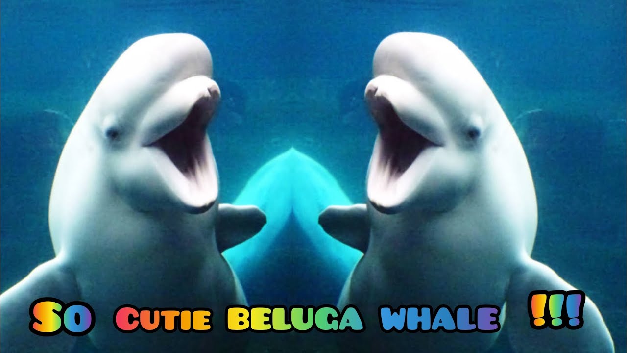 @cutezoo395 Cutie cutie BELUGA WHALE!!! - YouTube