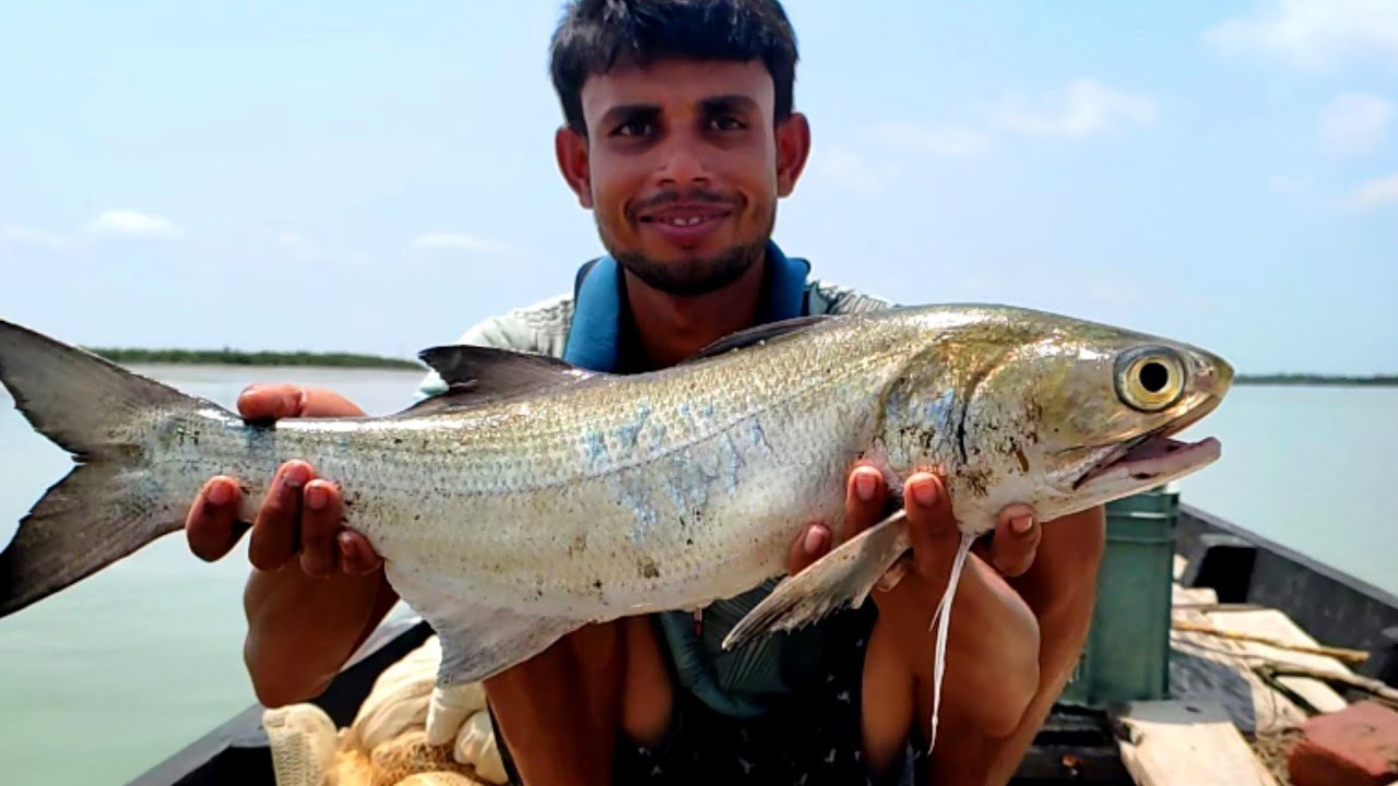 সুন্দরবনে নদীতে এতো বড় তেড়ে মাছ অনেক দিন পর পেলাম 😲!! Sundarban ...