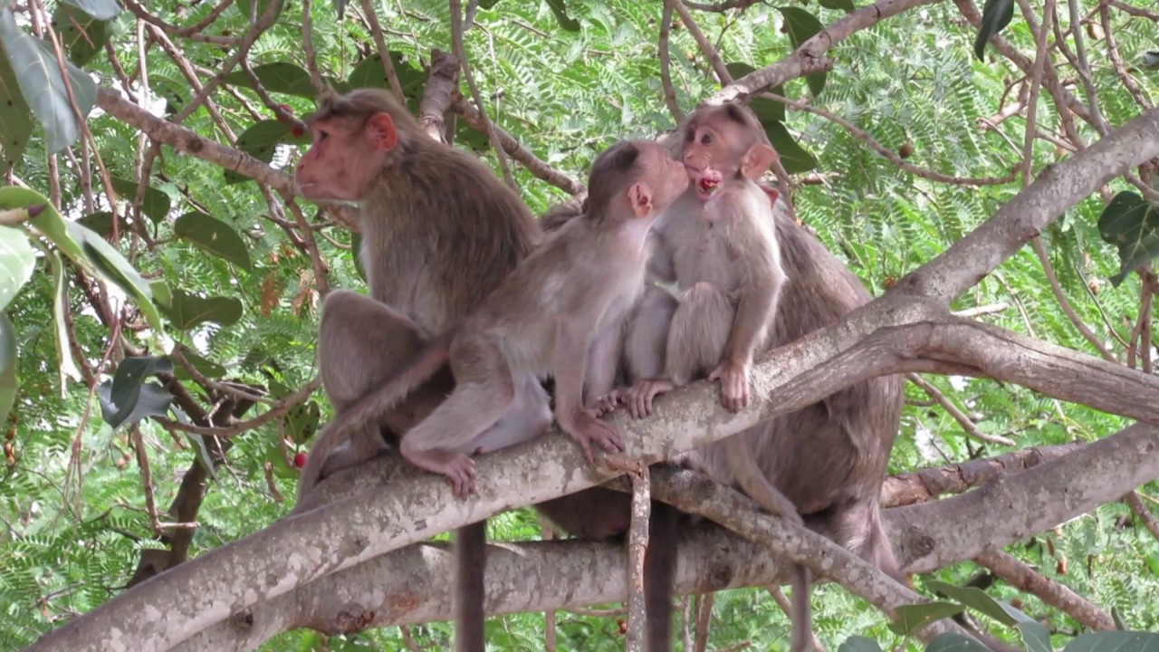 Indian Monkey On Tree