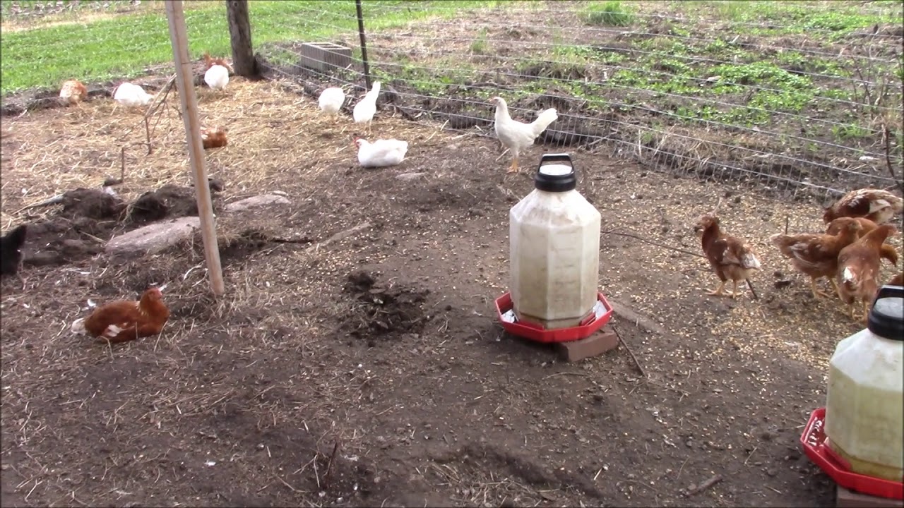 Pullet Chicken Pen built from my Grainery - YouTube