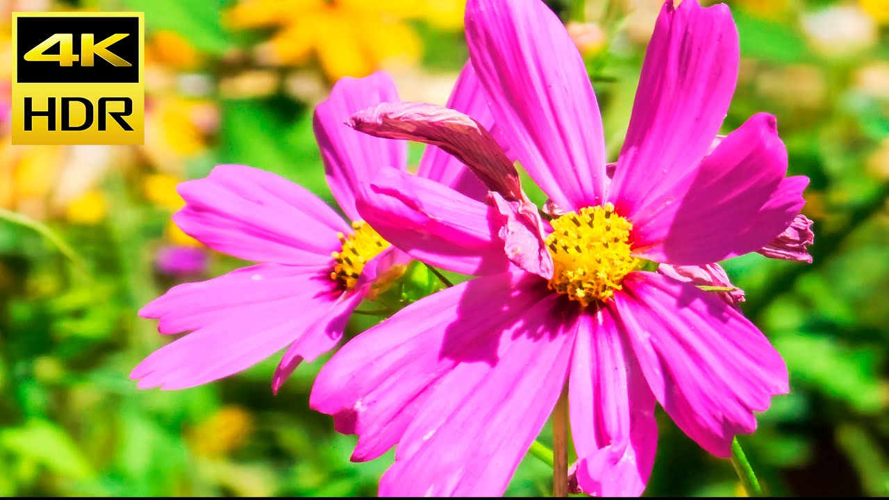 Beautiful Flowers (HDR10+) HDR 4K Ultra HD Sample Footage // HDR10 Plus ...