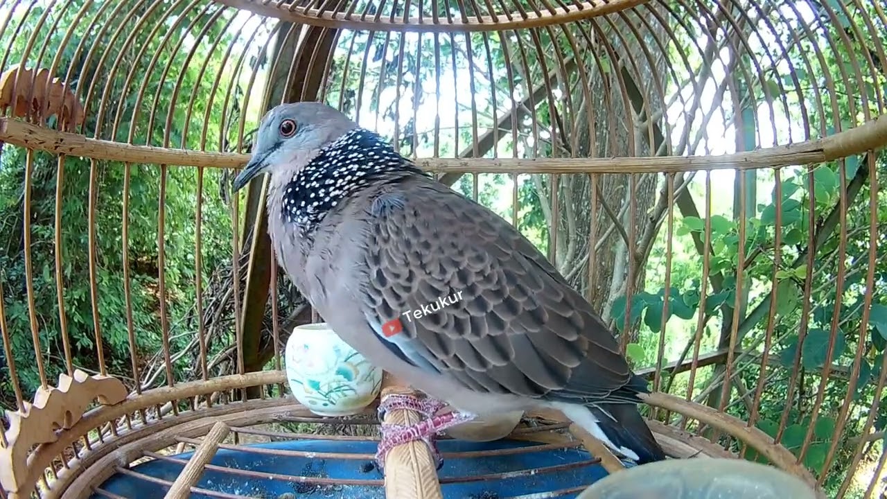 bunyi burung tekukur jawa / burung tekukur 178 - YouTube