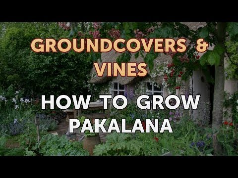 How to Grow Pakalana - YouTube