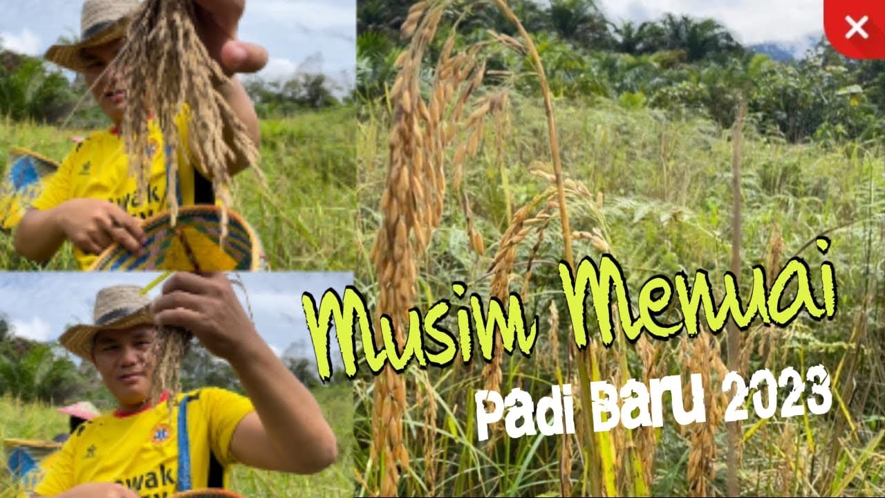 Day trip Balik Ketam Padi @ Majau Padai Mading - YouTube