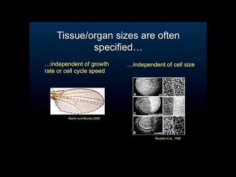 Control of Organ and Tissue Size - YouTube