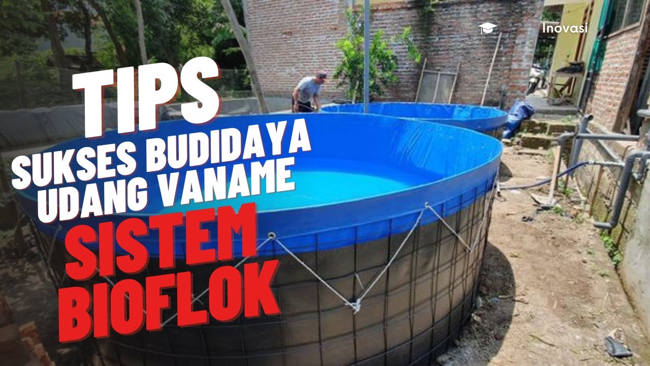 Tips sukses budidaya udang vaname sistem kolam bioflok - YouTube