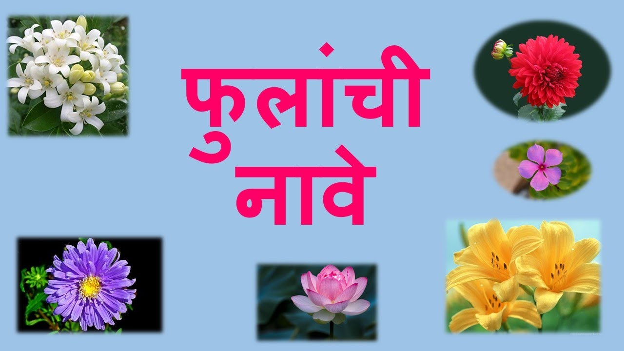 फुलांची नावे मराठी | Flowers Names for kids in marathi | मराठी learning ...
