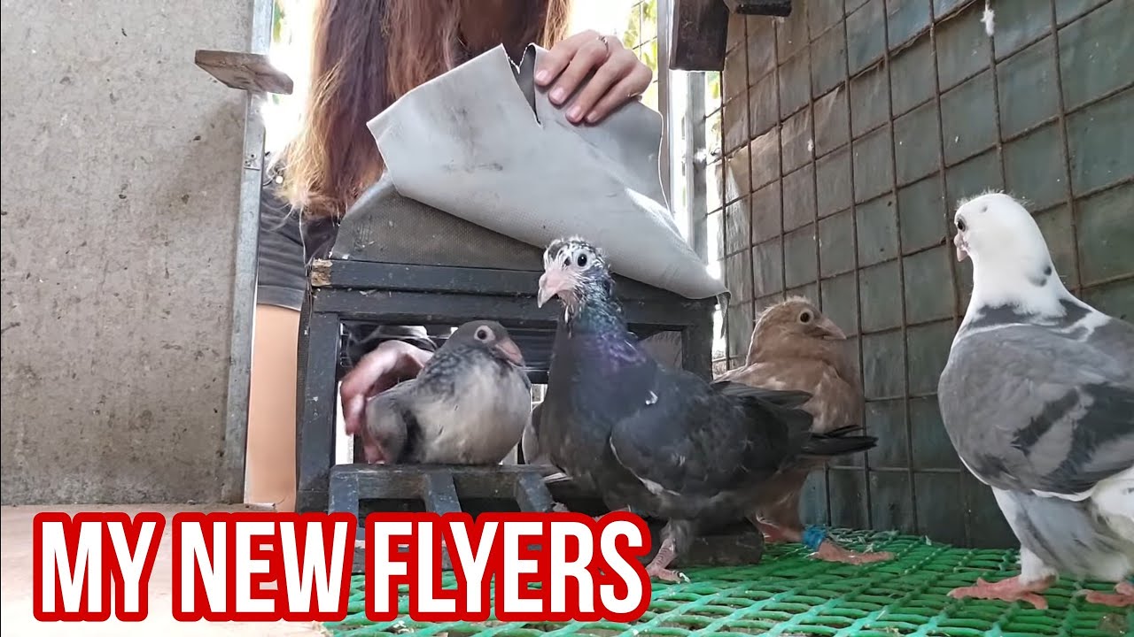YOUNG RARE OFF COLOR RACING PIGEON - YouTube