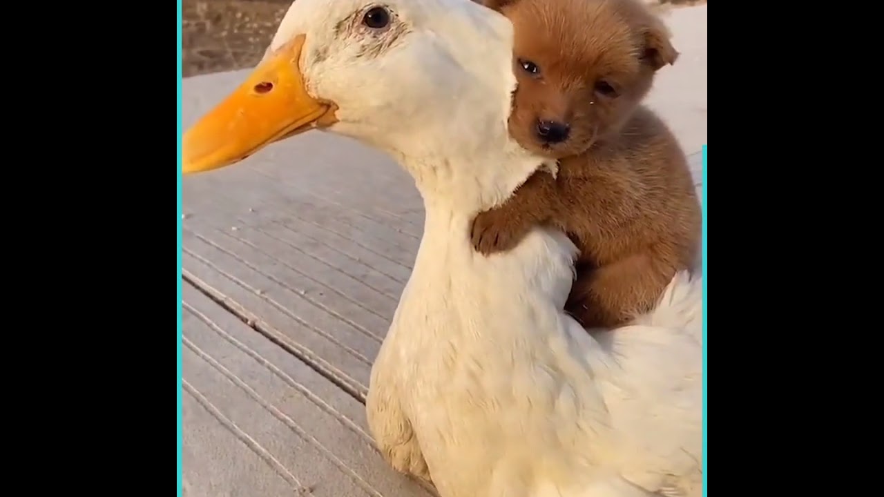 Adorable Puppy And Friendly Duck Have The Cutest Friendship - YouTube