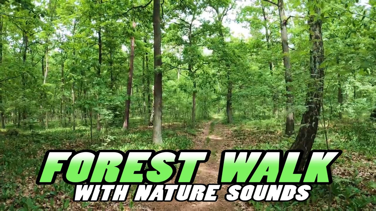 Relaxing FOREST WALK with nature sounds - Poland (4K) - YouTube