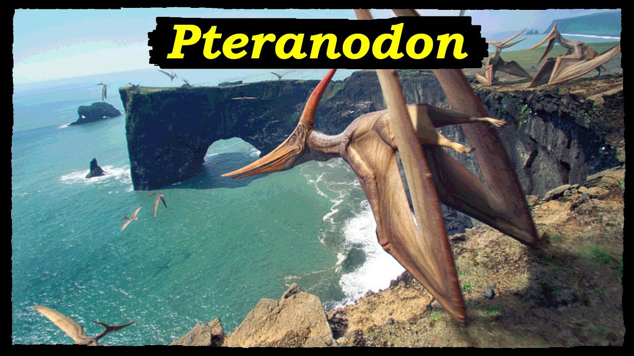 Pteranodon: the Famous Flying Reptile of the Cretaceous! - YouTube