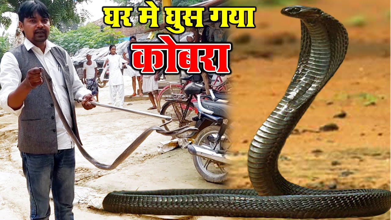 घर मे घुसा कोबरा !! Sonu Pujari Sarp Mitra !! Snake Rescue Video ...
