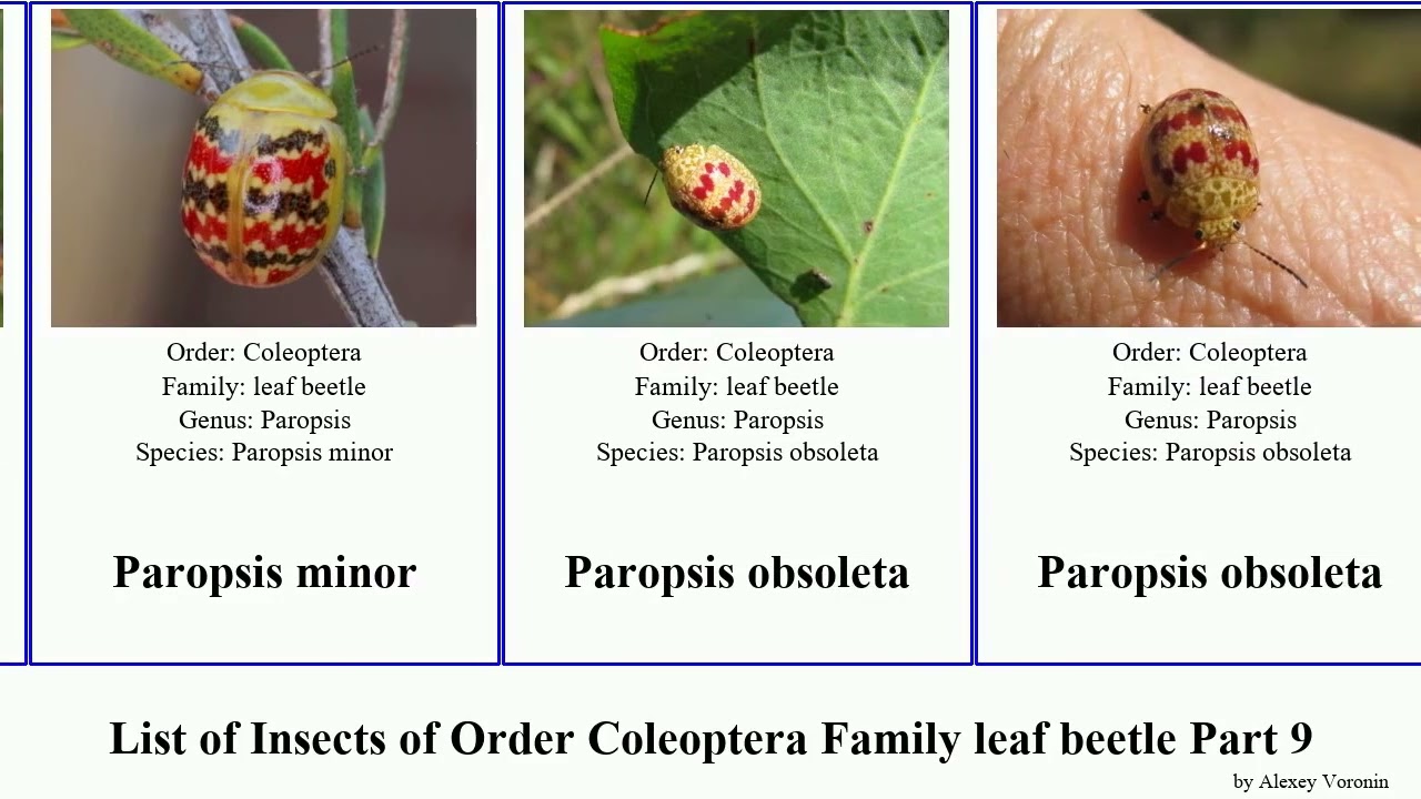List of Insects of Order Coleoptera Family leaf beetle Part 9 ...