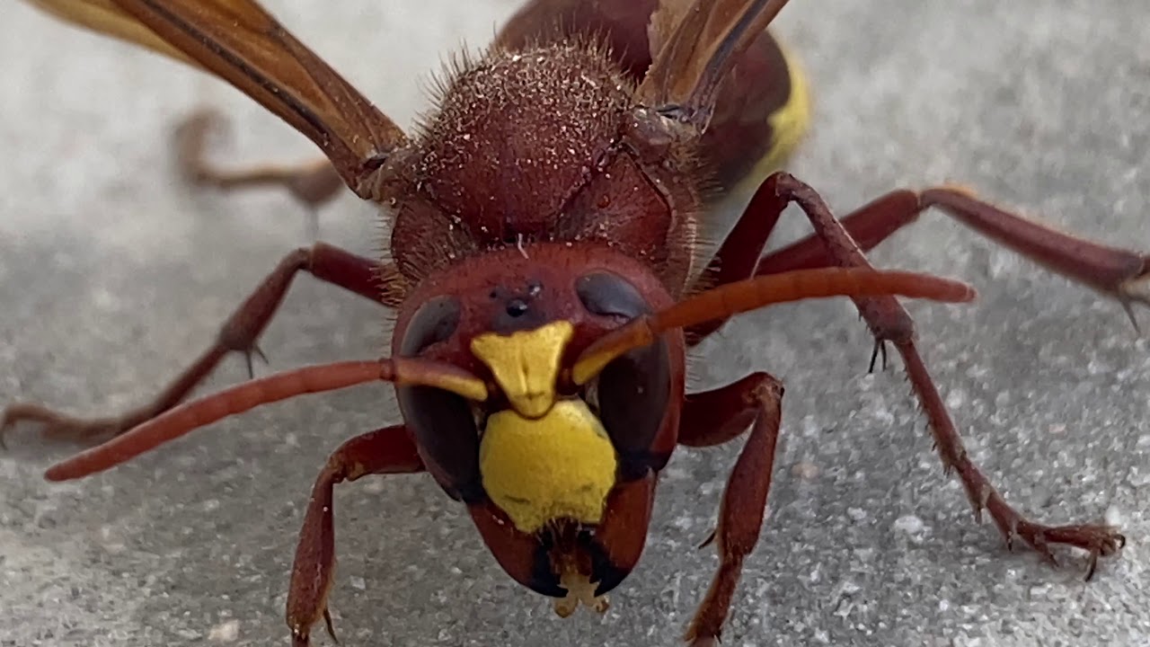 Wasp Closeup on the Greek Island of Cyprus - YouTube