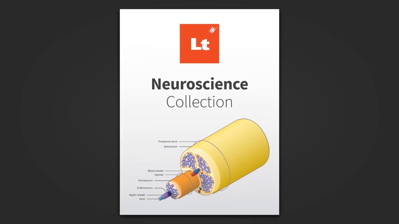 Lt - Online Learning Platform | Neuroscience Collection - YouTube