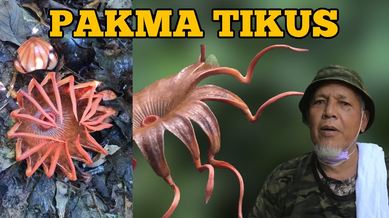Rhizanthes infanticida (Pakma Tikus) - World's Most Unusual Flower ...