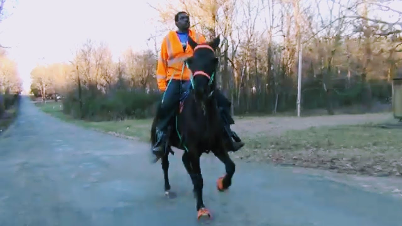 Classy "Rowdy" Standardbred Saddle Horse of Little River Rydaz - YouTube