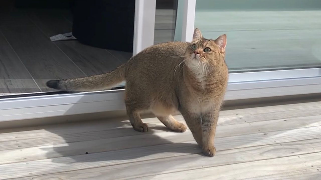 Simba cat first day walking outside the house by himself - YouTube