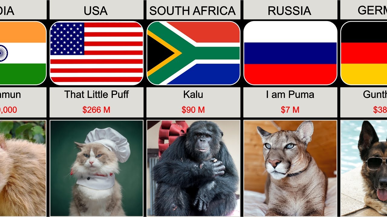 Richest Animals From Different Countries - YouTube