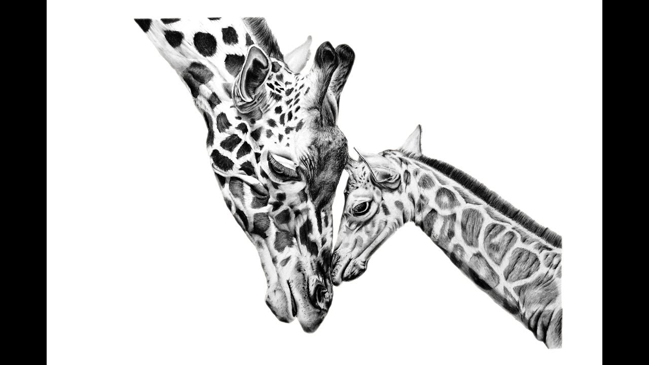 Timelapse Charcoal artwork of a giraffe and calf. - YouTube