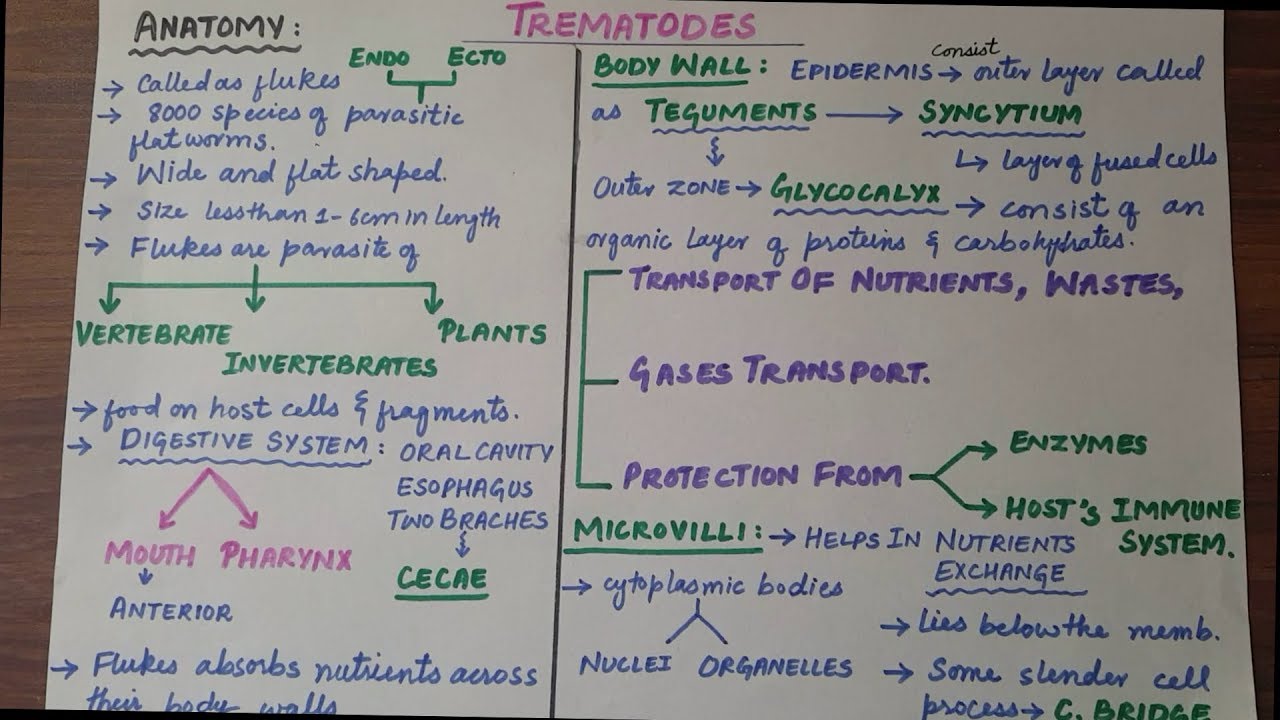 Trematoda - Subclass Of Phylum Platyhelmintheis | Characteristics & Its ...