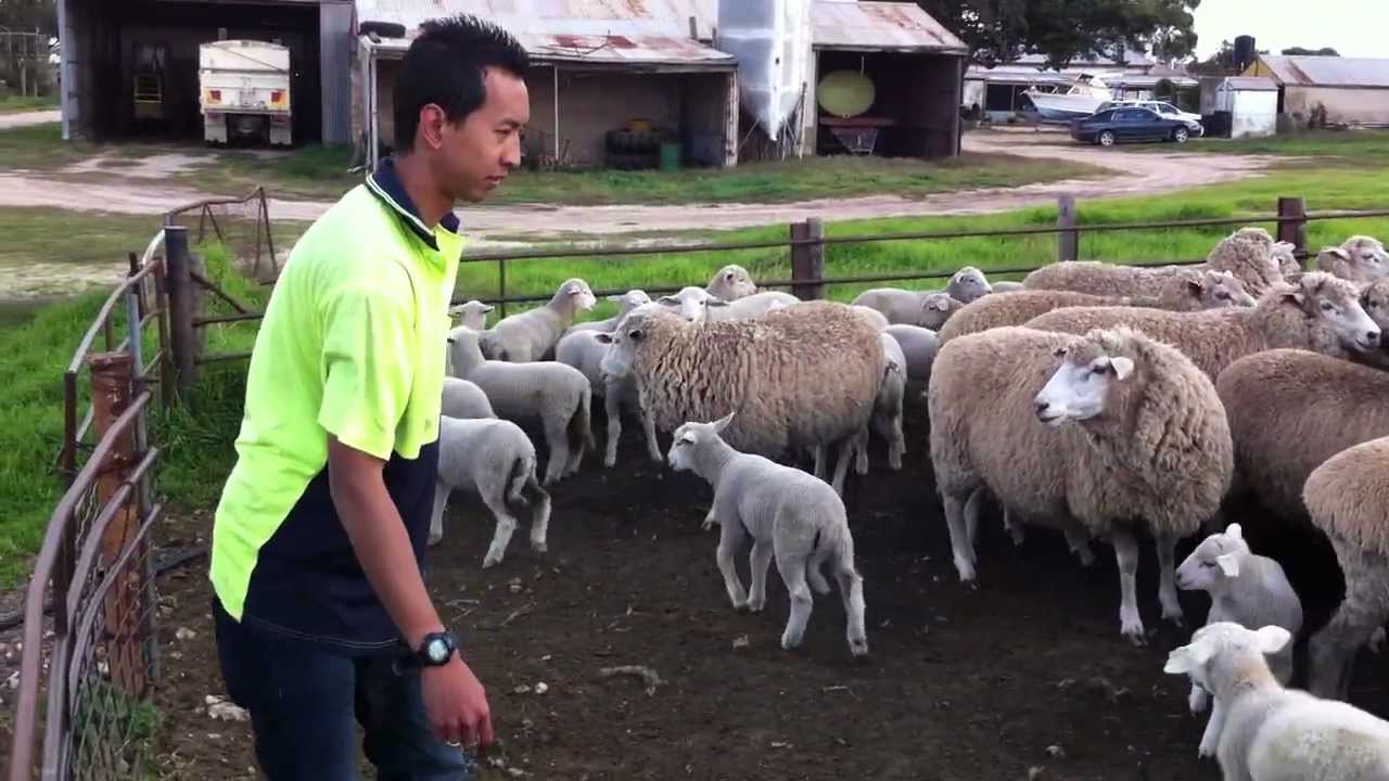 How to catch a lamb....wrestling style - YouTube