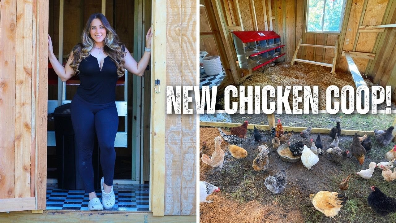 My New 600+ Square Foot Chicken Coop | Moving the Chickens into the ...
