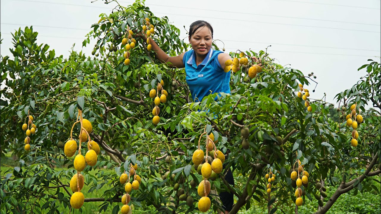 Garden Life - Harvesting Toad Fruit & Vegetable Garden Goes to the ...