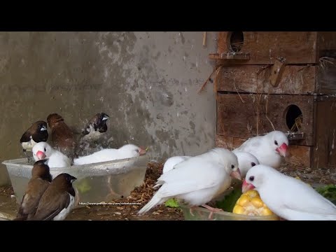 White Java Sparrows and Friends - Saturday Morning, June 19th 2021 ...