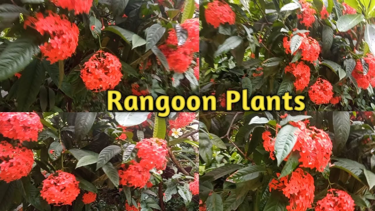 Ixora Plant | Rangan Flower Plant | West Indian Jasmin - YouTube