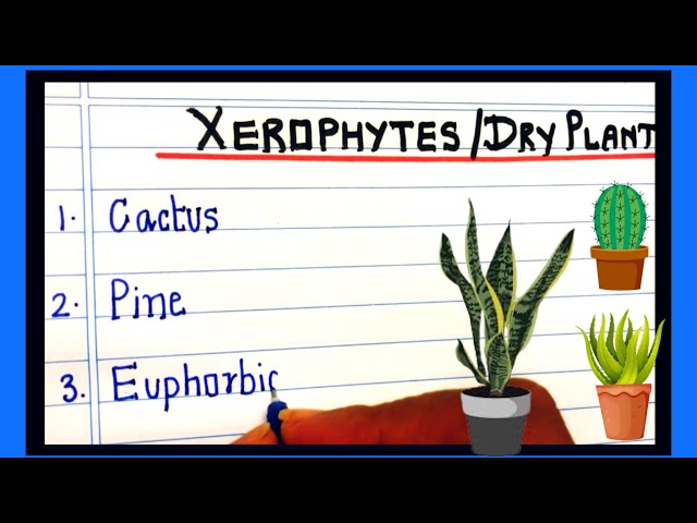 Xerophytes Plants Internal