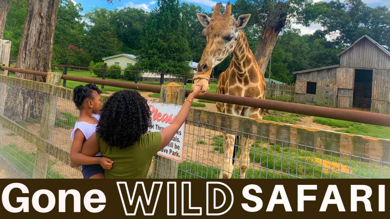 Gone Wild Safari - YouTube