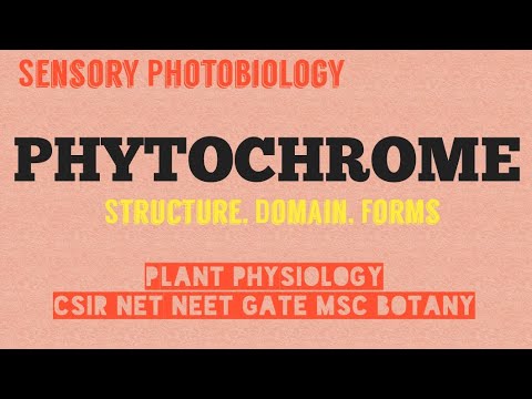 PHYTOCHROME | SENSORY PHOTOBIOLOGY |STRUCTURE AND FUNCTION OF ...