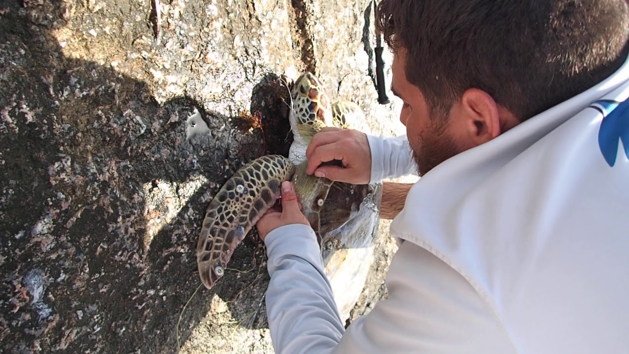 Saving a turtle that was tangled up in fishing line - YouTube