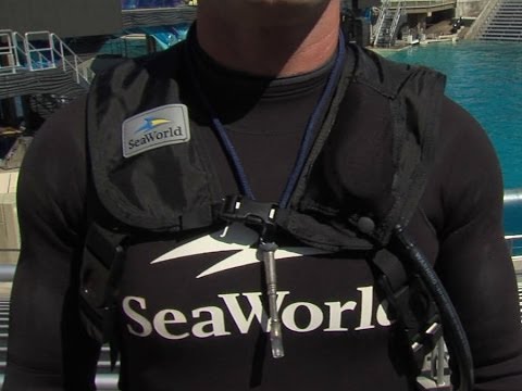 SeaWorld trainers now wearing new safety 'air vests' - YouTube