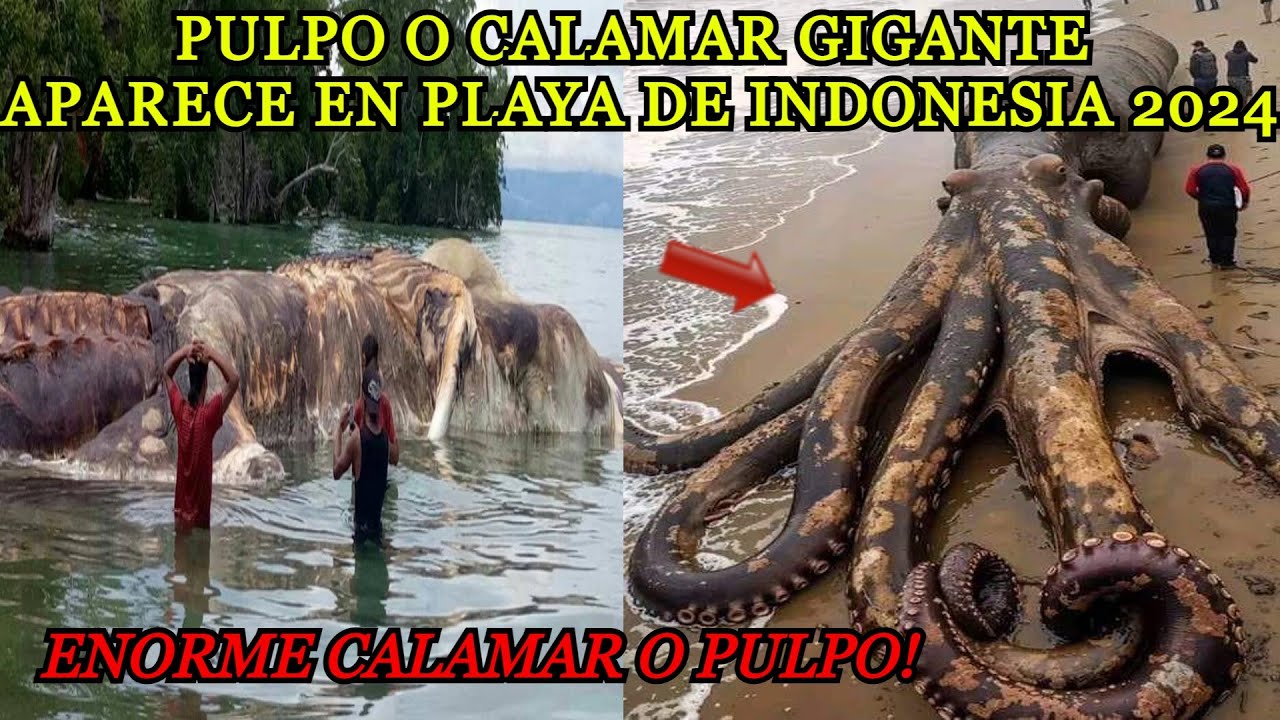 Enorme PULPO o CALAMAR Gigante Aparece en una playa de Indonesia junio ...