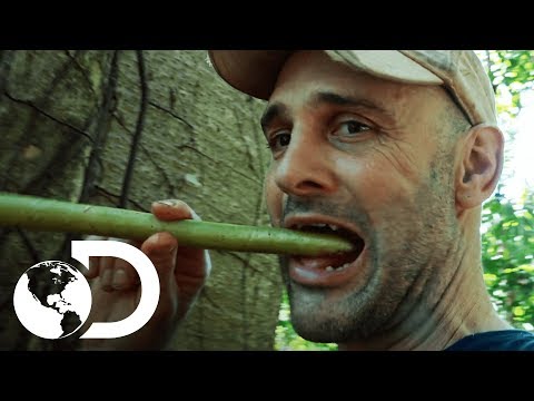 Em busca de água e frutas nas florestas do Panamá | Ed Stafford: Desafio Mortal | Discovery Brasil