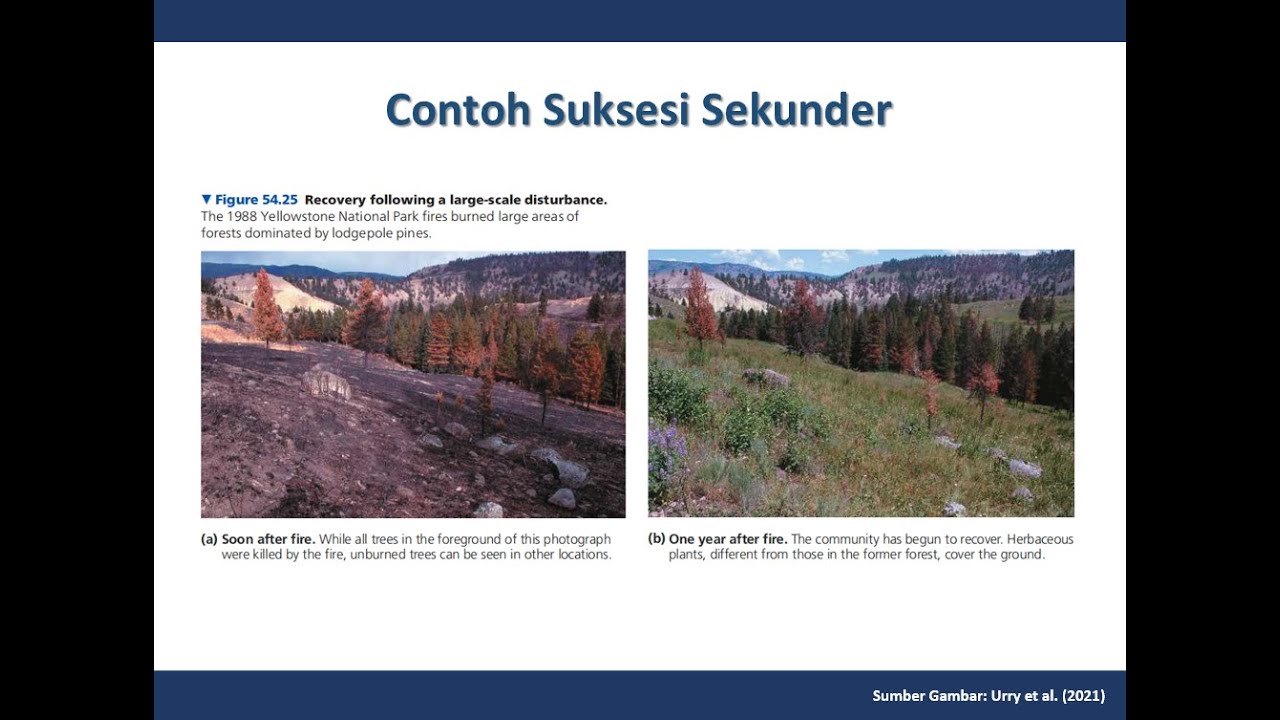 Suksesi Ekologi (Suksesi Primer dan Sekunder) - Materi Kuliah Ekologi ...
