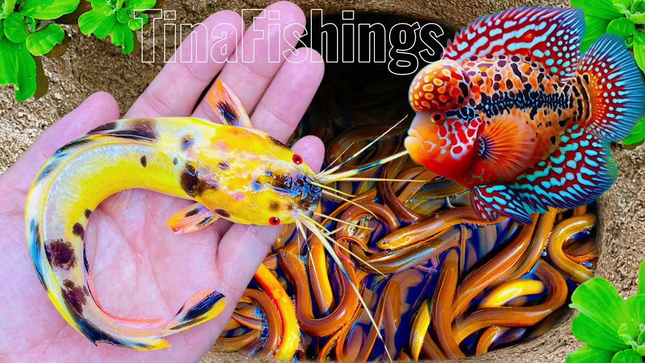 Amazing Catch Colorful Turtles, Discus Fish, Catfish, Red Snapper ...