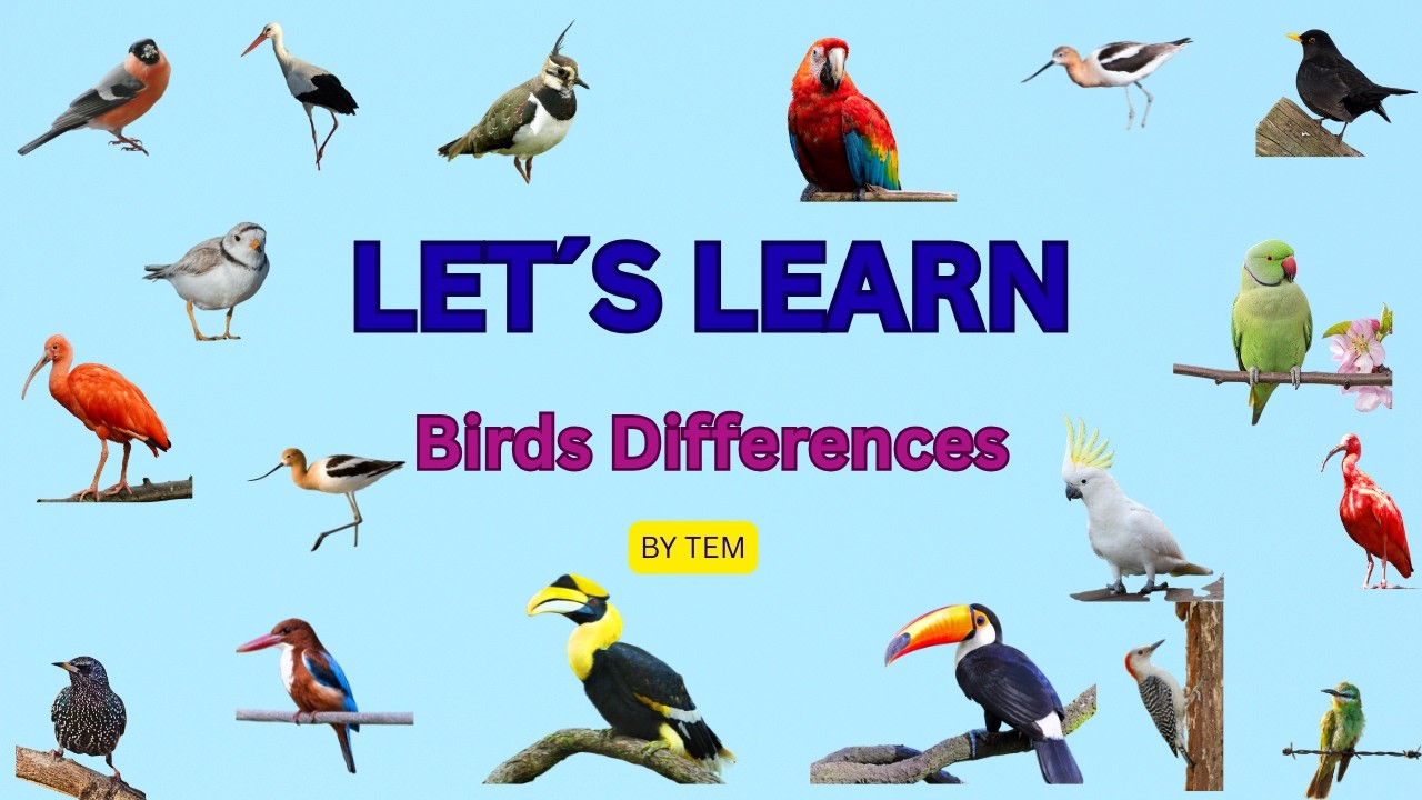 Learn Bird Differences | Fun Bird Comparison for Kids - YouTube