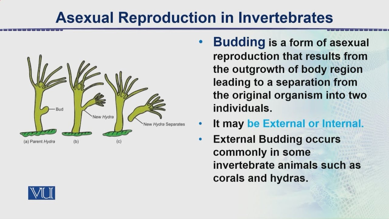 Asexual Reproduction in Invertebrates | Animal Form & Function 2 ...