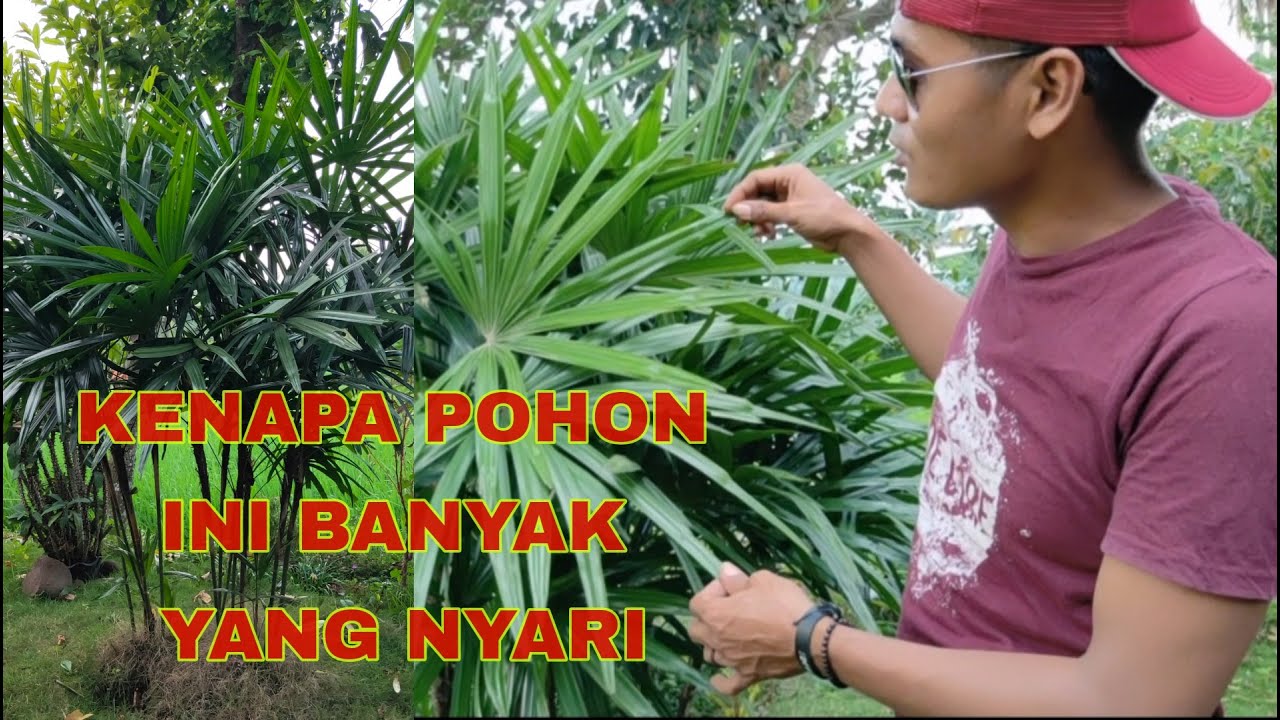 POHON WAREGU (bahan buat joran) #trending - YouTube